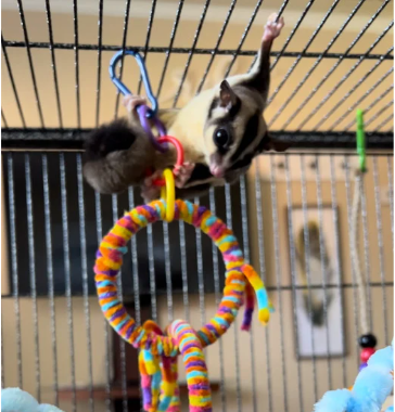 Glider Toys – PouchMates