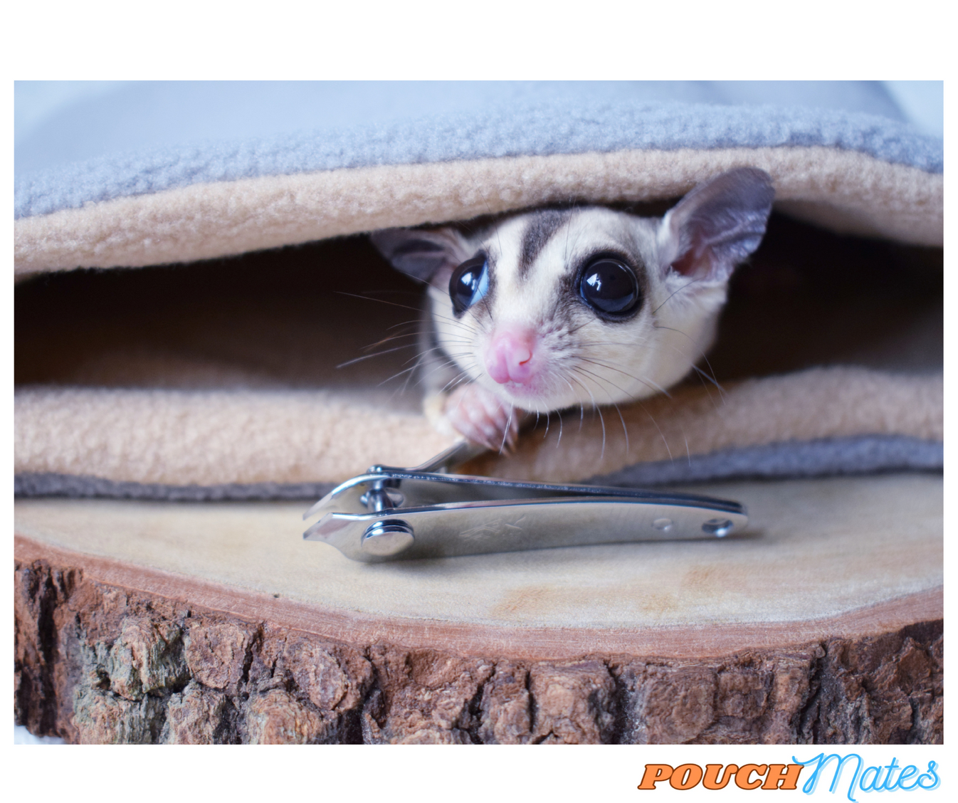 Sugar Glider Nail Trimming Kit – PouchMates